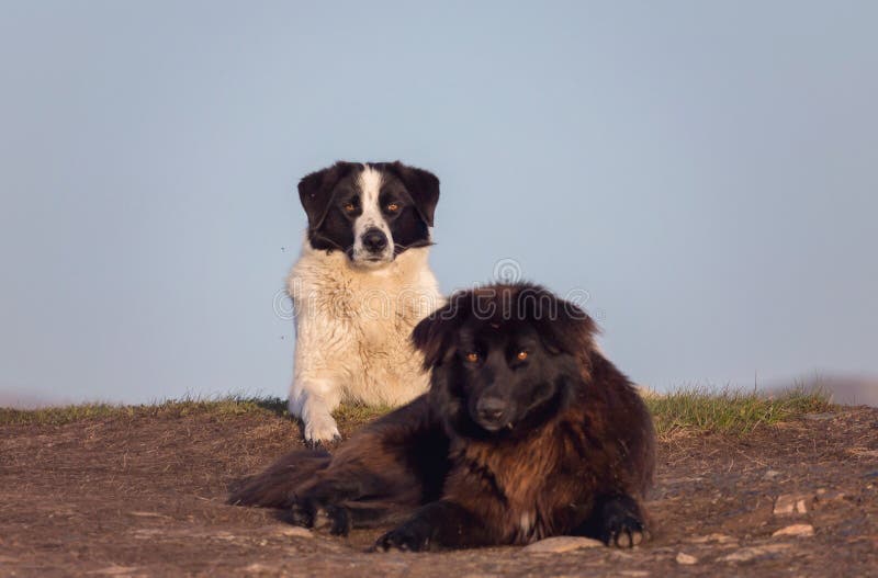 247 Romanian Carpathian Shepherd Dog Stock Photos - Free & Royalty-Free ...