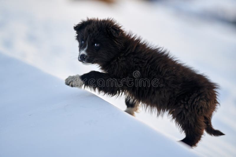Romanian shepherd dog cub stock photo. Image of black - 169105390