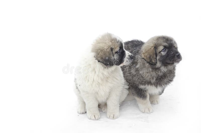Romanian shepherd puppies stock image. Image of fluffy - 29073679