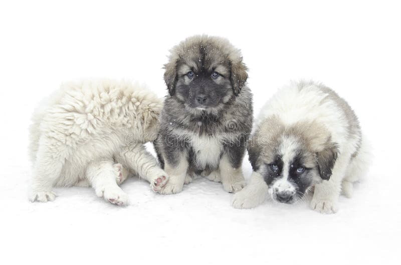 Romanian shepherd puppies stock photo. Image of small - 29073690