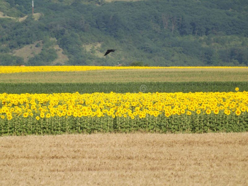 Romanian Sunflower Field stock image. Image of summer - 156262163