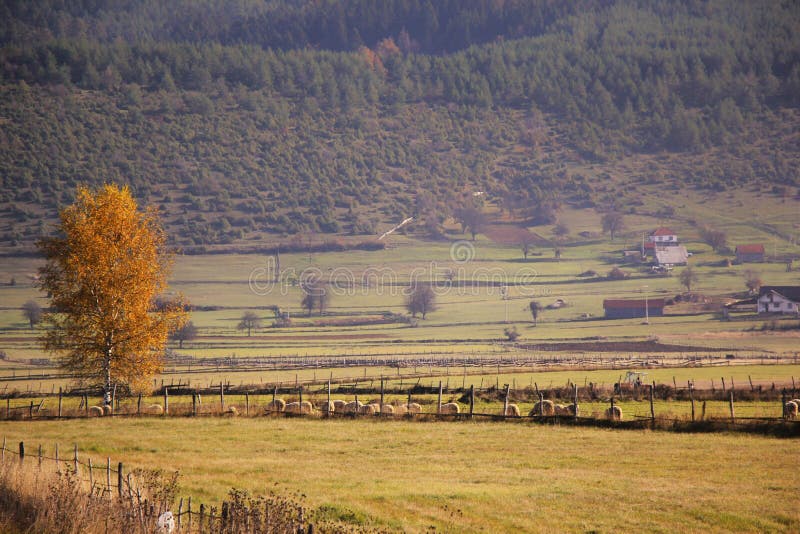 Romanija imagen de archivo. Imagen de crianza, cordero - 40148131