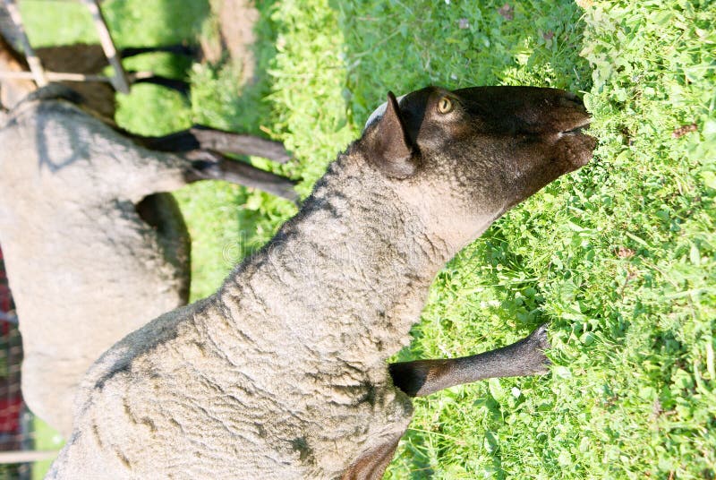 Romanov sheep stock photo. Image of grass, farm, alone - 20992292
