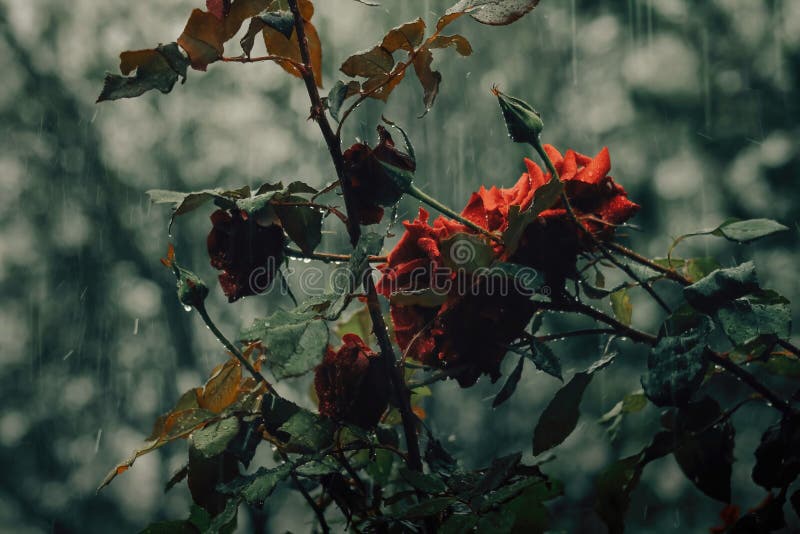 Romantic Background with Red Rose Under the Rain on Black Stock Photo ...
