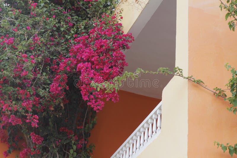 Romantic Balcony with Beautiful Wicker Flowers. Flowers Stock Image ...