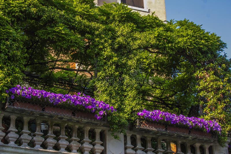 Romantic Balcony with Violet Flowers in the Center of Venice Stock ...