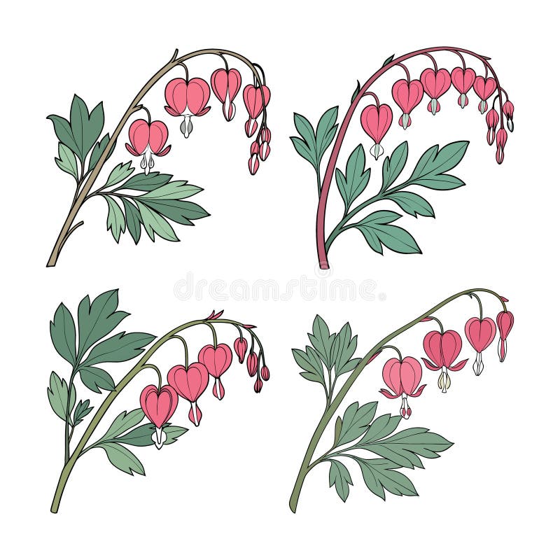 Romantic Bleeding Heart Flower in Bloom Stock Vector - Illustration of ...