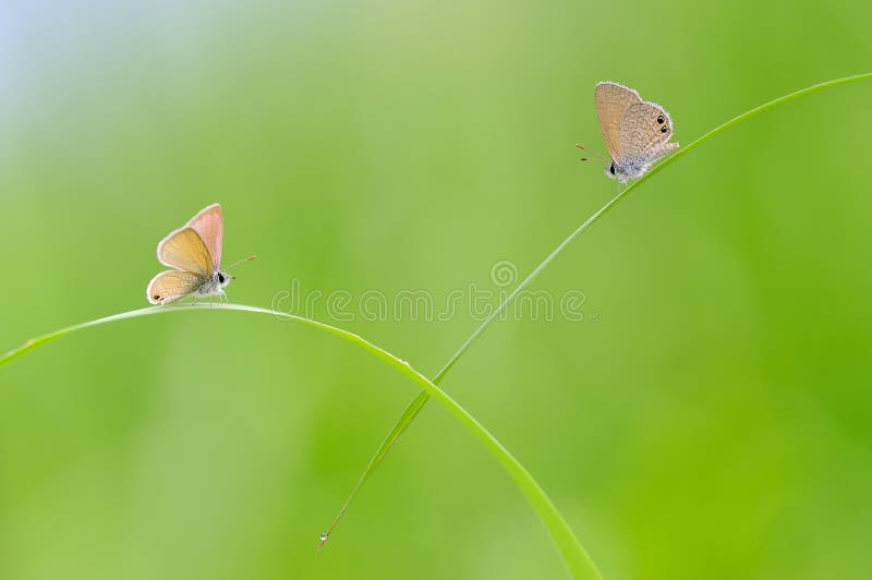 Romantic Butterflies on the Grass with Blurred Background Stock Photo ...