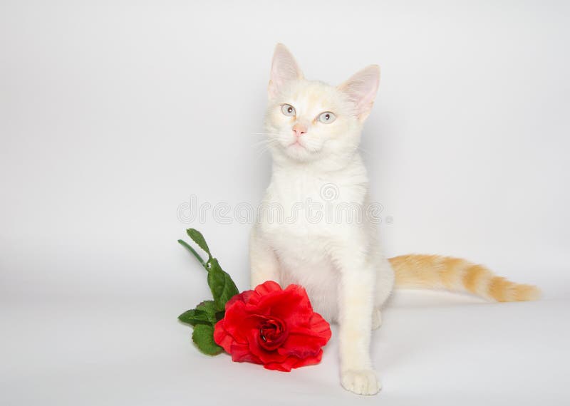 Romantic cat with red rose stock image. Image of expression - 59181507