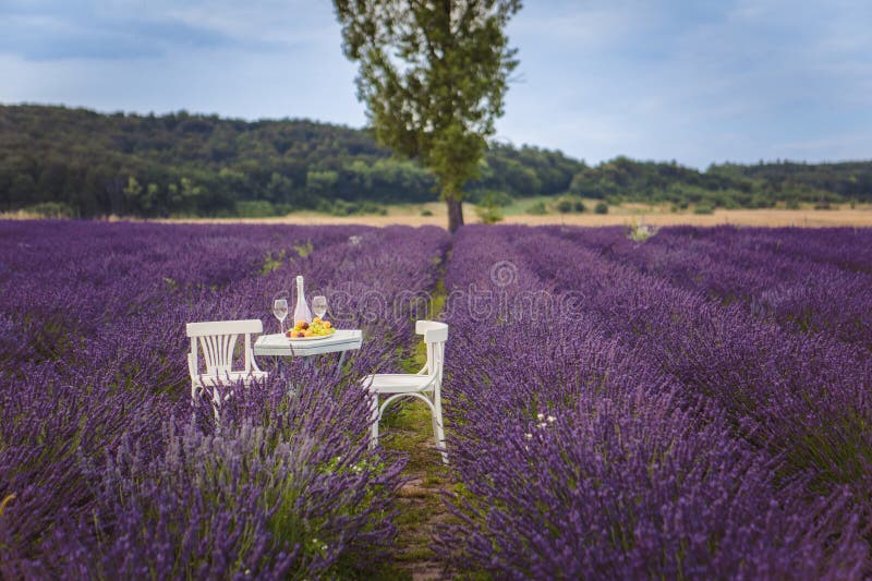 Romantic Date on Lavender Field Stock Photo - Image of harvest, white ...