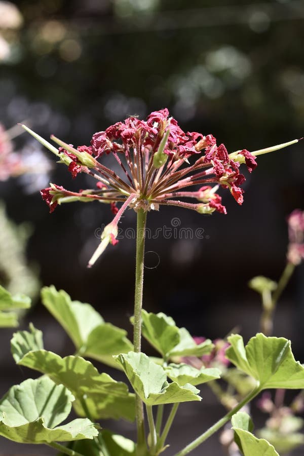 Romantic Delicate Garden Flower, Natural Botany Stock Photo - Image of ...