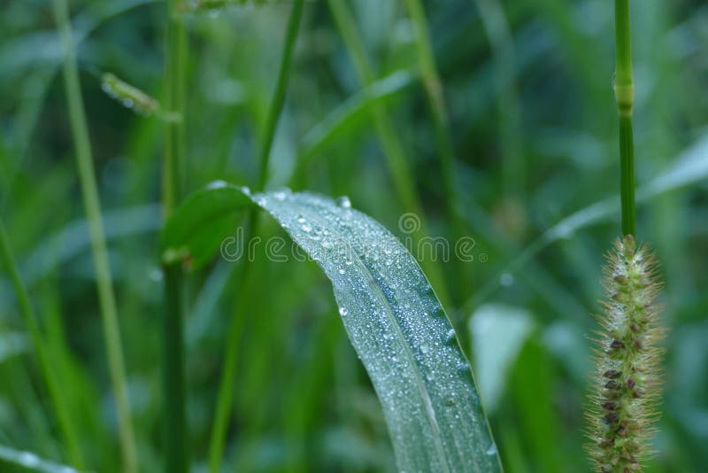 Romantic dew in garden stock photo. Image of green, environment - 158053970