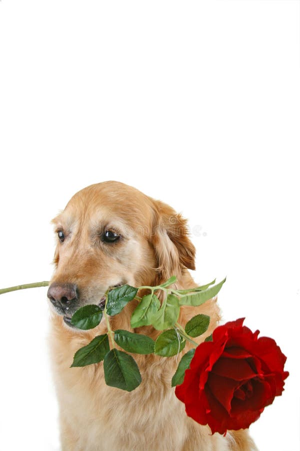 Romantic dog stock image. Image of present, christmas - 16572213
