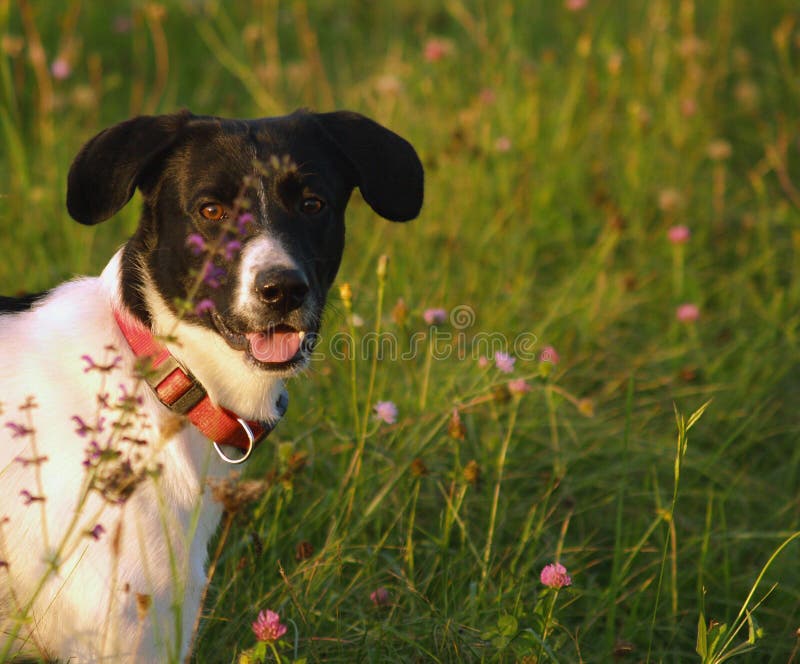 Romantic Dog stock photo. Image of animals, open, smiling - 226932