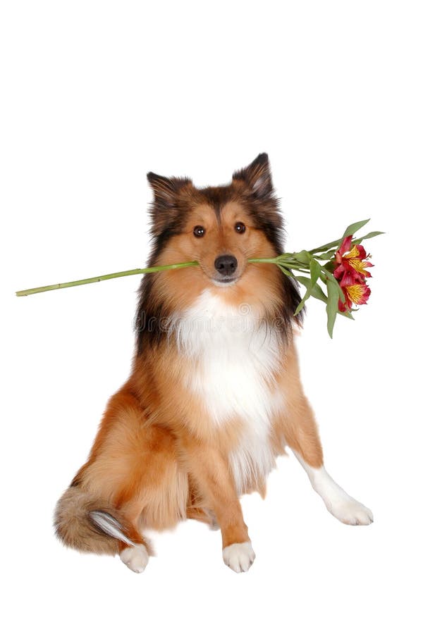 Romantic dog 7 stock photo. Image of collies, hearts, collie - 442084