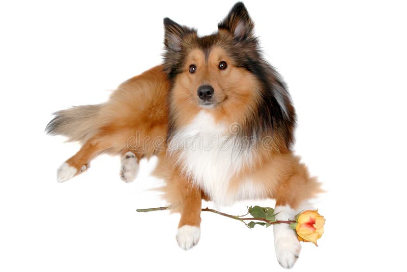 Romantic dog 7 stock photo. Image of collies, hearts, collie - 442084