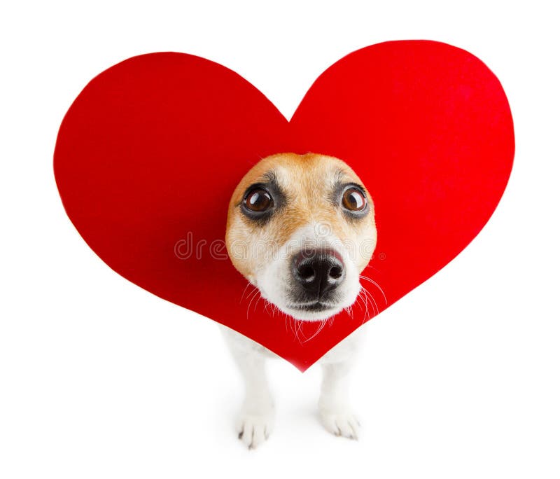 Romantic dog stock photo. Image of joyful, gift, love - 44308410