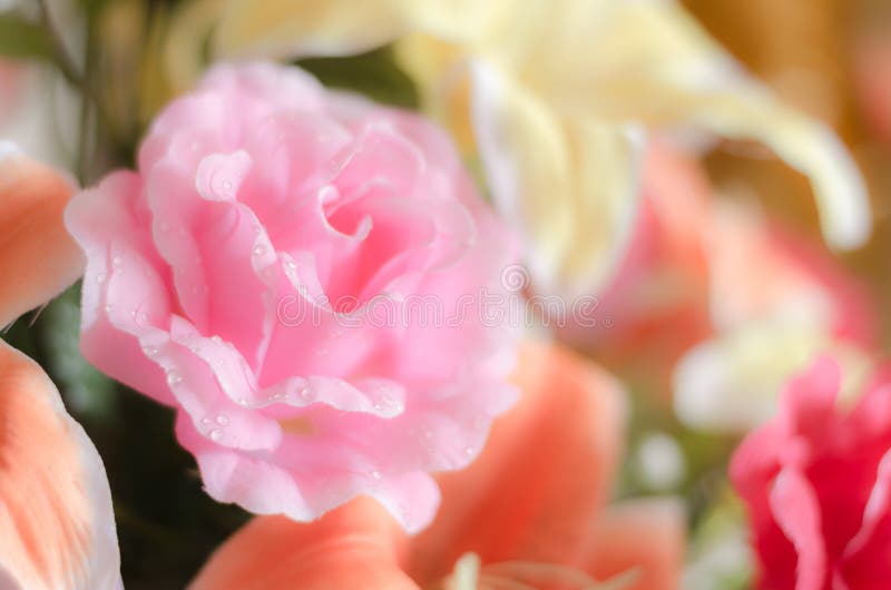 Romantic Dreamy and Soft Focus of Rose Flower Stock Image - Image of ...