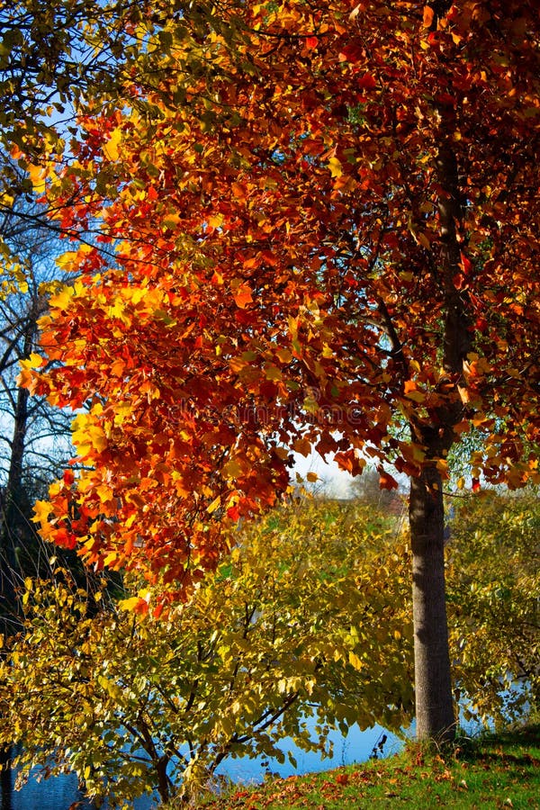 Romantic Fall Scene Of A Tree By The River Stock Photo - Image of ...