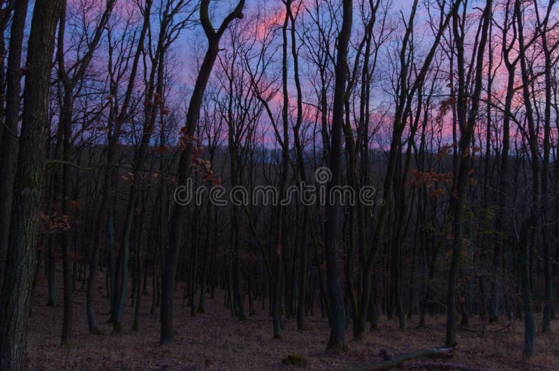 Romantic forest magic stock photo. Image of forest, romantic - 250963870