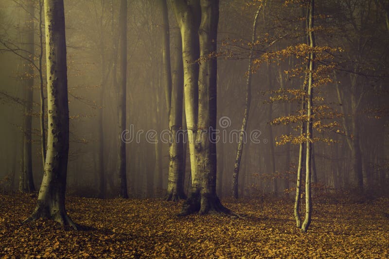 Romantic Forest in a Misty Autumn Day Stock Image - Image of landscape ...
