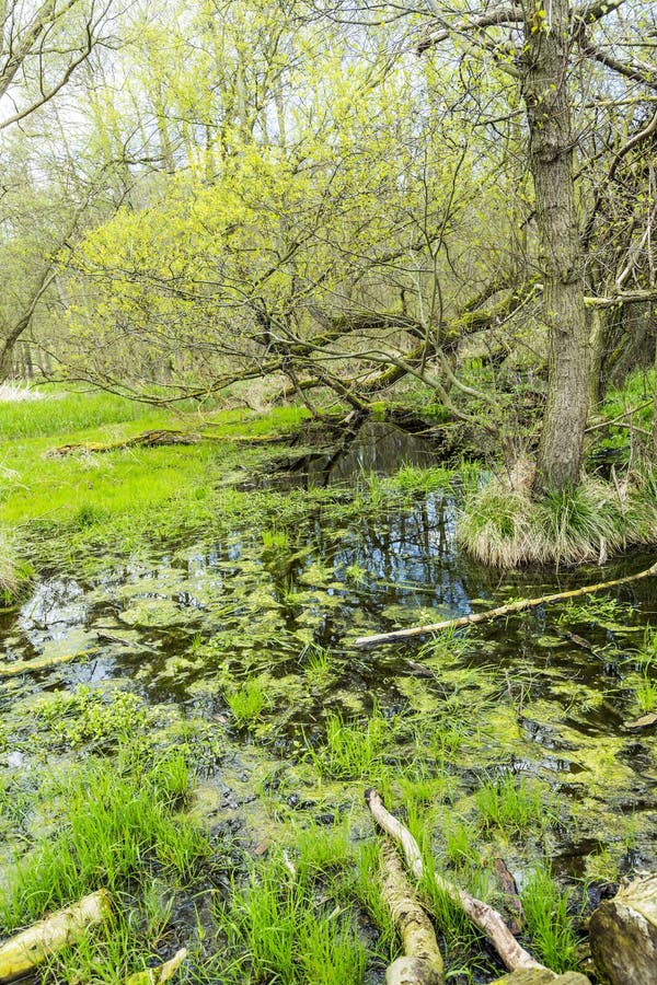 Romantic Forest in the Nature Park Stock Photo - Image of meadow, birch ...
