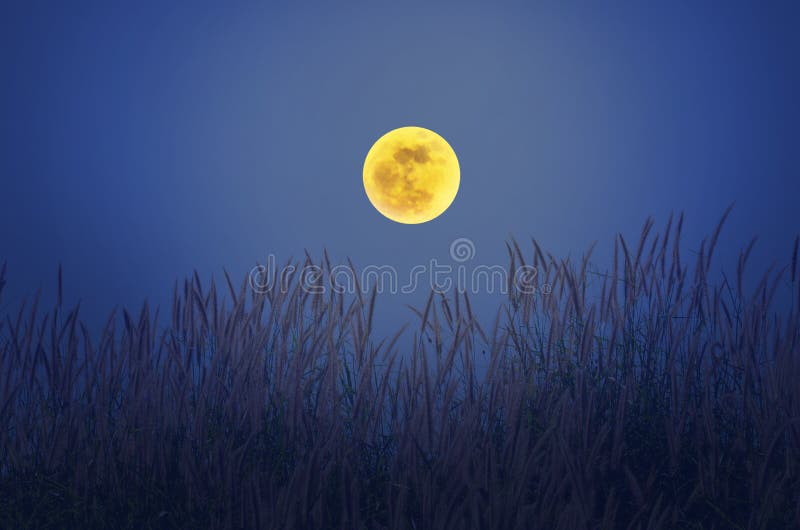 Romantic Full Moon Over Grass Flowers Stock Photo - Image of romance ...