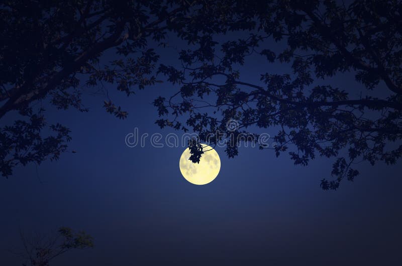 Romantic Full Moon in Shadow of Tree Stock Photo - Image of branch ...
