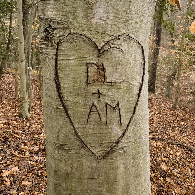 Romantic Initials Carved into Tree Bark with a Heart Stock Image ...