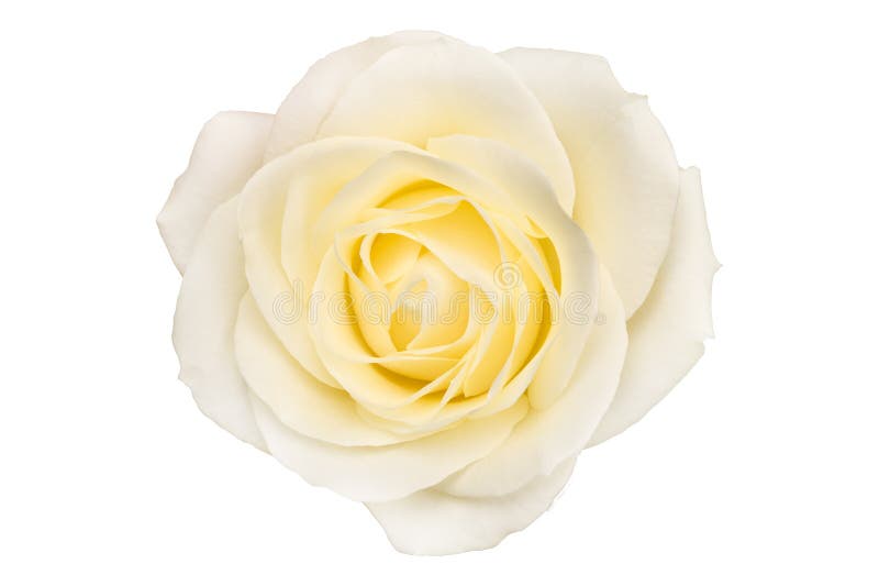 Romantic Isolated White Rose Top View Stock Photo - Image of rose ...