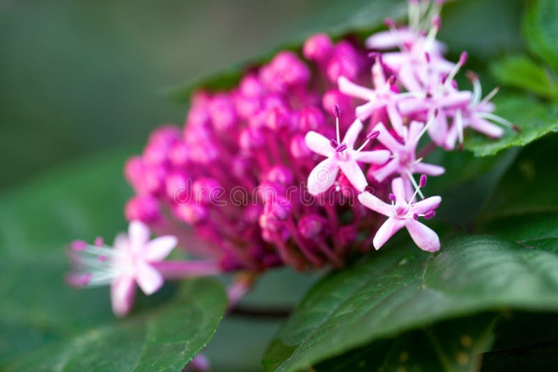 Romantic and Natural Pink Flowers Stock Image - Image of natural ...