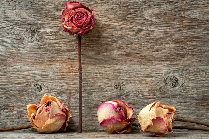 Romantic Nostalgic Background with Dead Roses Stock Image - Image of ...