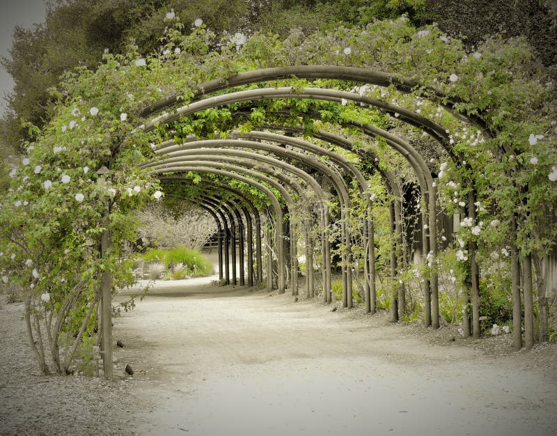 Romantic Old- Fashioned Rose Tunnel Stock Photo - Image of memorial ...