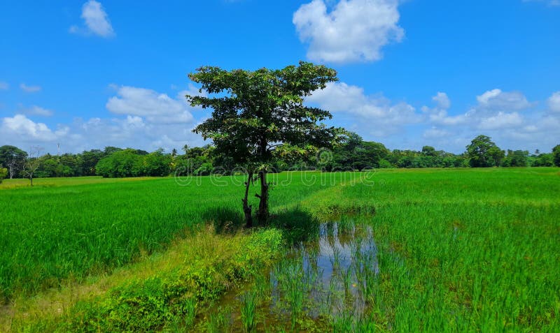 Romantic Paddy Land Alone Tree Stock Image - Image of tree, cloud ...
