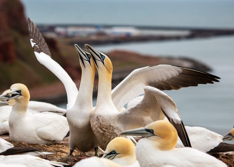 A Romantic Pair of Birds in the Midst of a Crowded Flock Stock Image ...