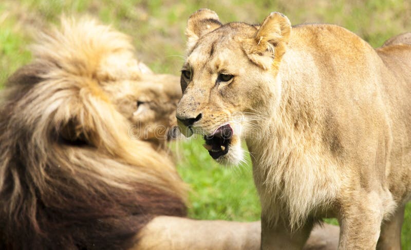 Romantic pair of lions stock image. Image of looking - 25916317
