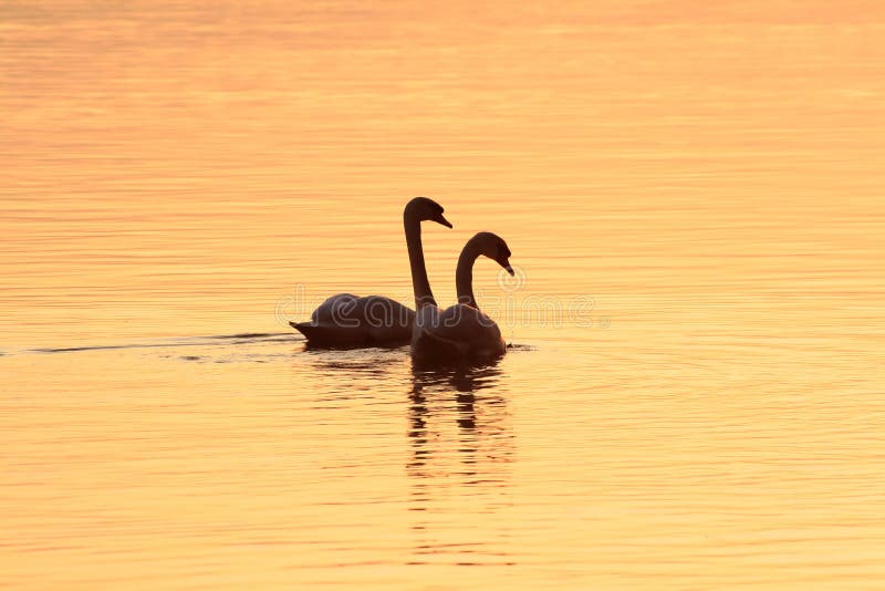A pair of swans stock photo. Image of water, plural, following - 4517664