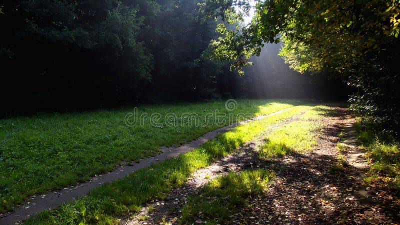 Romantic Path stock image. Image of older, moss, forests - 6226335
