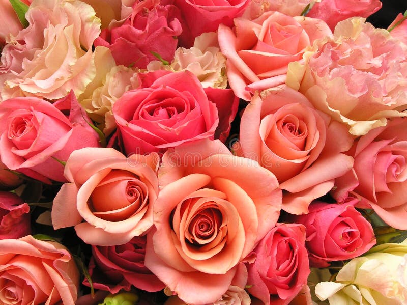 Romantic pink roses stock photo. Image of engaged, arrangement - 214678