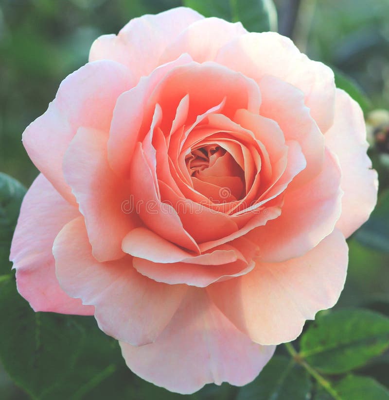 Romantic pink rose stock photo. Image of fresh, light - 42963832