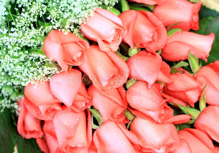 Romantic pink roses stock photo. Image of design, botany - 17690444