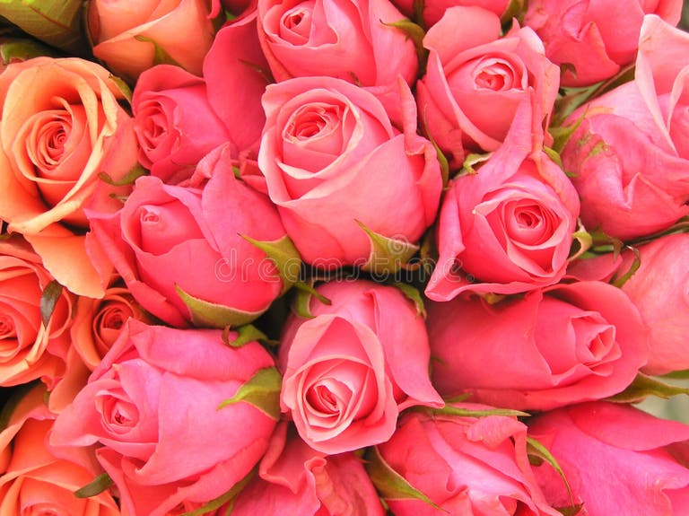 Romantic pink roses stock photo. Image of engaged, arrangement - 214678
