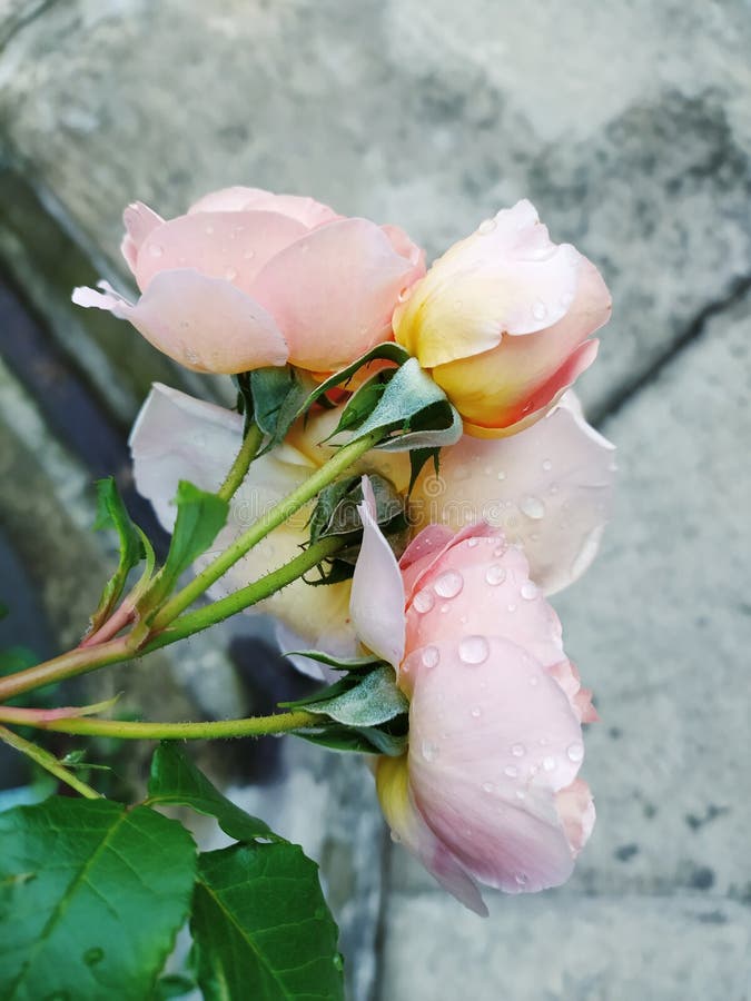 Romantic Pink Roses after Rain Stock Photo - Image of romantic, spring ...