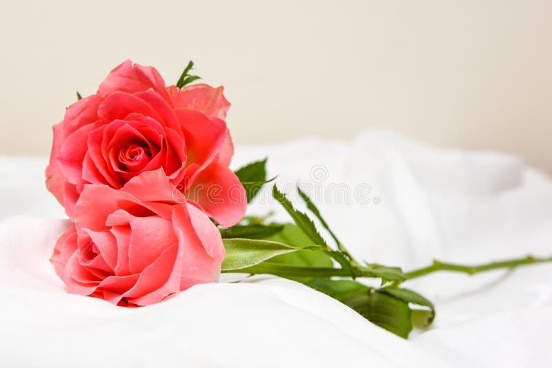 Romantic Pink Roses on a White Bed Sheet Stock Image - Image of symbol ...