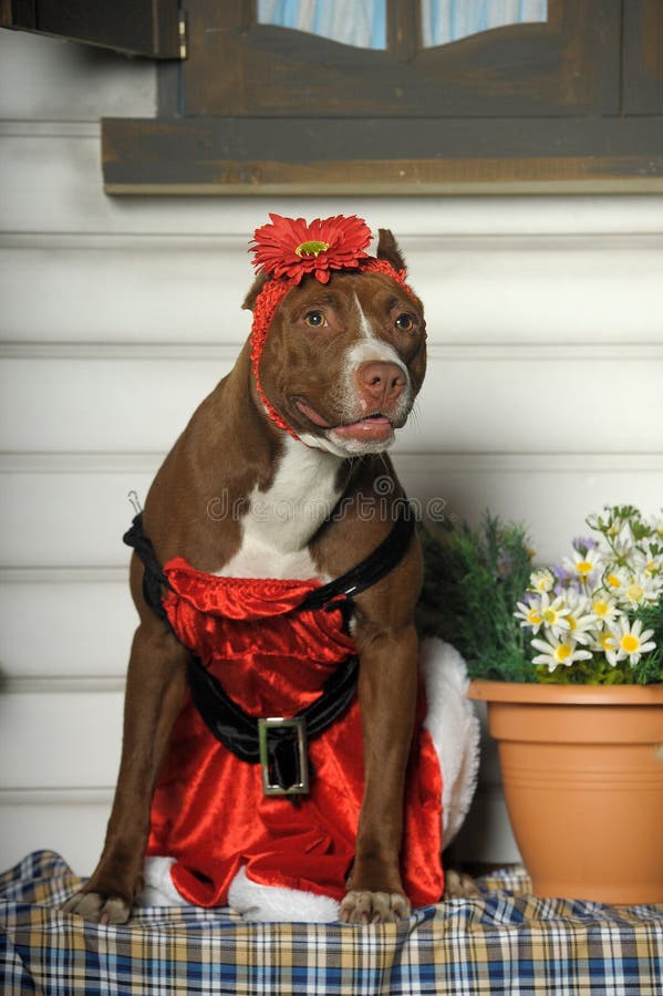 Romantic Pit bull terrier stock photo. Image of collies - 34132510