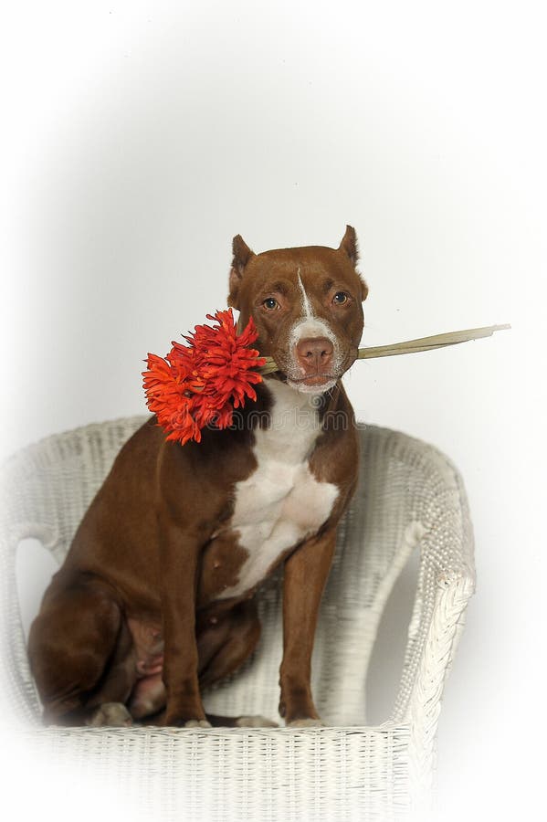 Romantic Pit bull terrier stock image. Image of bull - 34132349