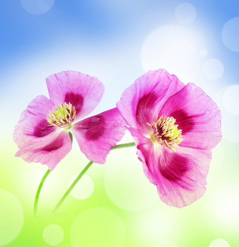 Romantic poppies stock photo. Image of isolation, blossom - 15159006