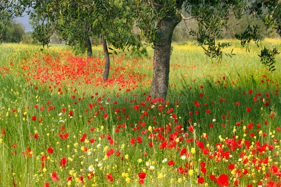 Romantic poppy field stock photo. Image of poppies, blooming - 2307086