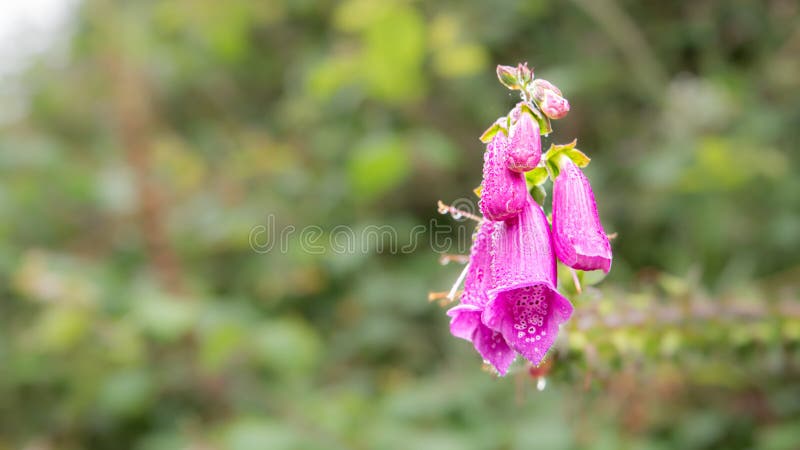 Romantic Postcard with Pink Bell-shaped Flower and Space for Text Stock ...