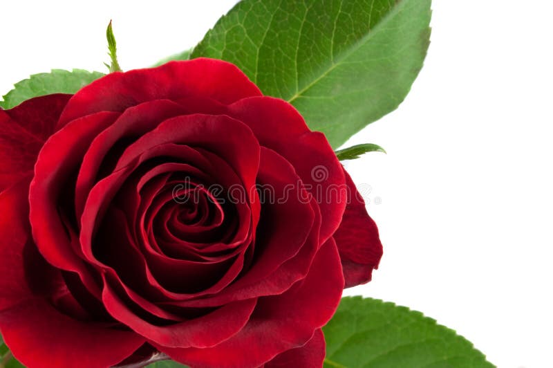 Romantic red rose. stock image. Image of gift, romance - 13001989